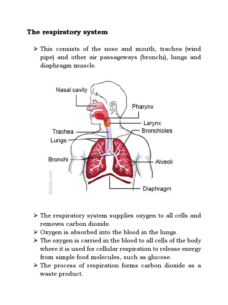 Respiratory System Notes | PDF