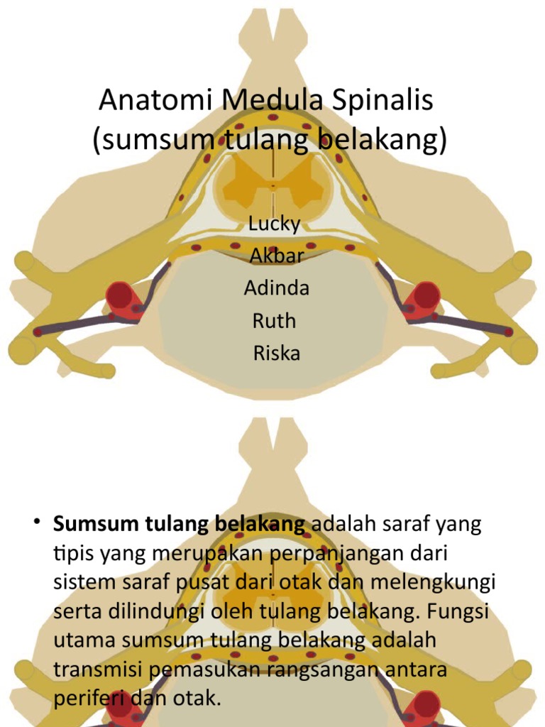 Anatomi Medula Spinalis | PDF
