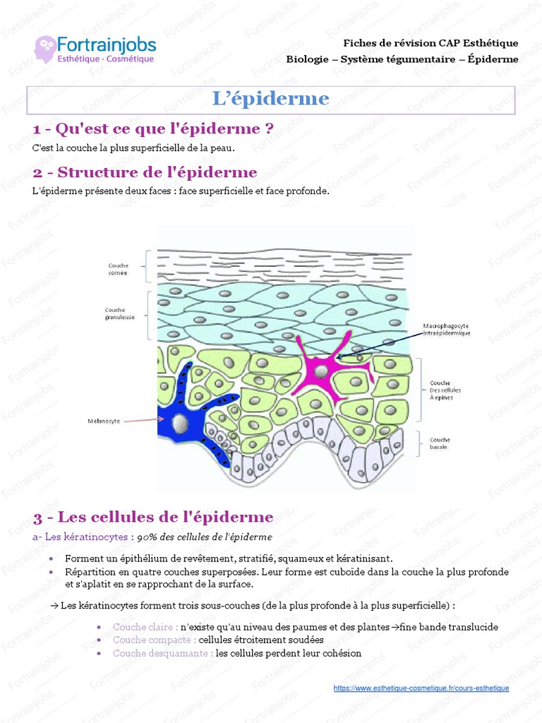 Biologie de l'Épiderme et Ses Fonctions | PDF | Épiderme (anatomie) | Peau