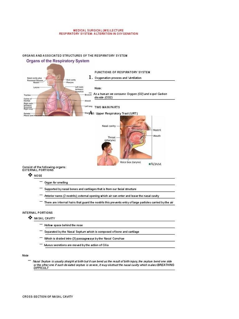 Medical Surgical (MS) Lecture Respiratory System: Alteration in ...