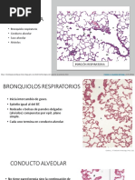 Neumocitos Tipo 1 y 2 - Histologia | PDF