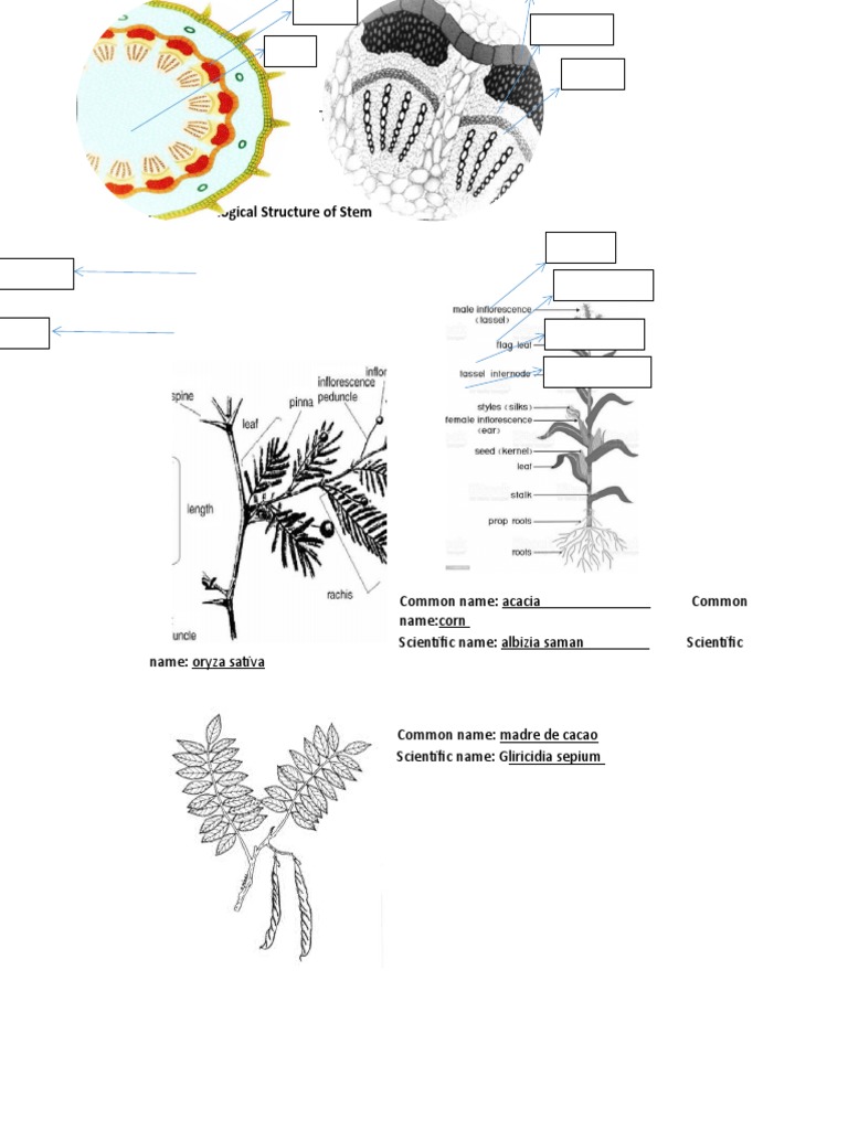 Stem Structure and Function in Plants | PDF | Science & Mathematics
