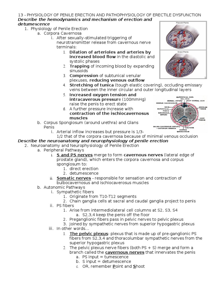 13 - Physiology of Penile Erection and Pa Tho Physiology of Erectile ...
