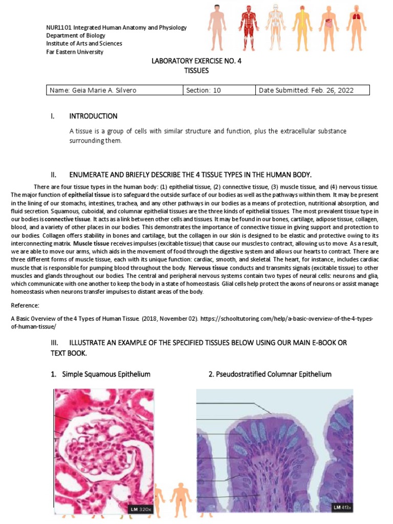 LAB EXERCISE4 TISSUES Silvero | PDF | Tissue (Biology) | Epithelium