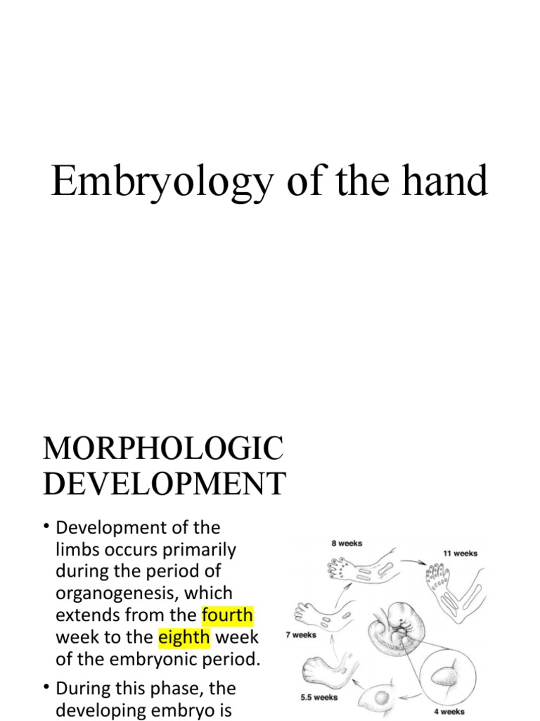 Embryology of the hand development | PDF | Hand | Cartilage