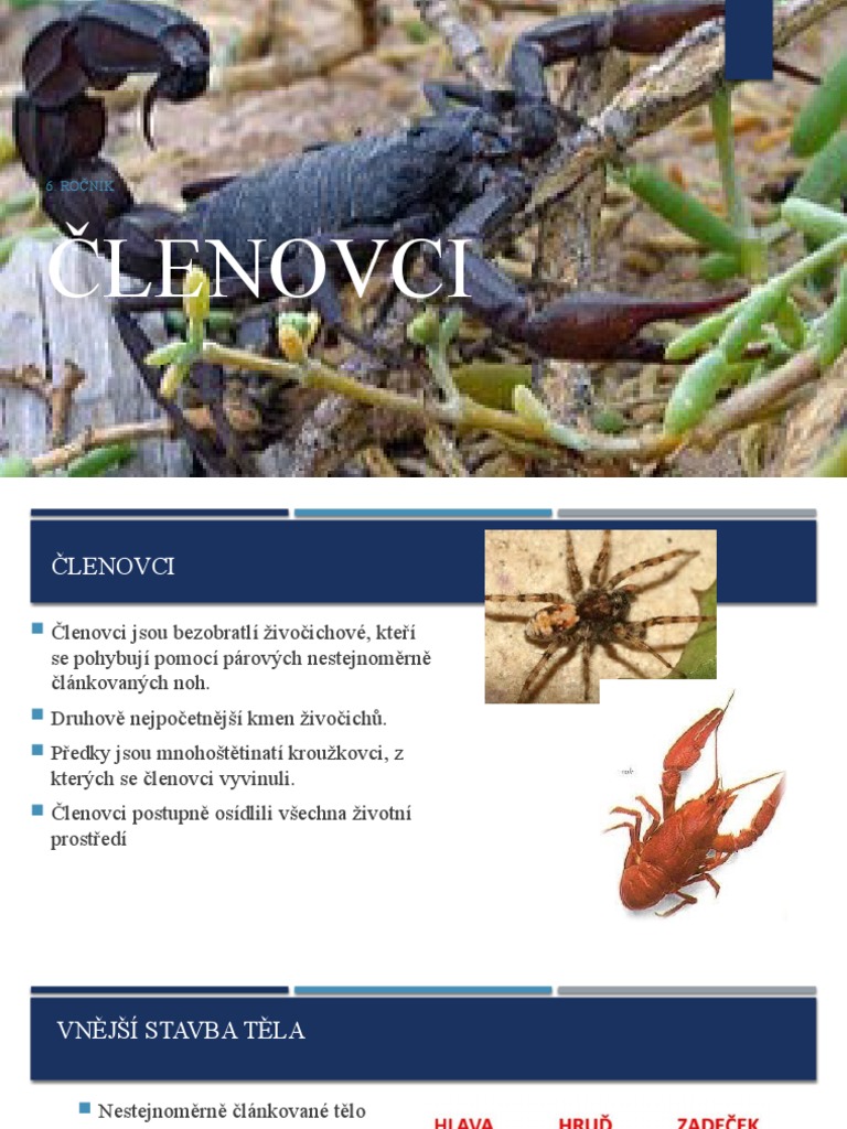 Členovci - Pavoukovci, Korýši, Vzdušnicovci | PDF