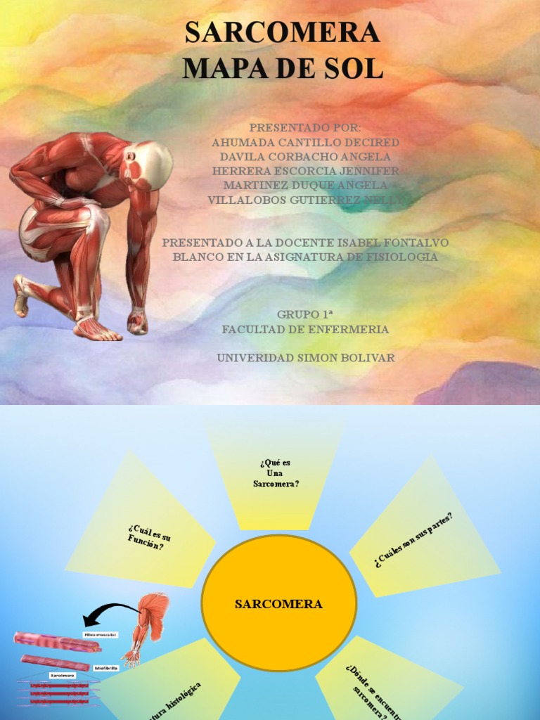 Sarcomera - Mapa de Sol | Descargar gratis PDF | Biología Celular | Ciencia de la danza
