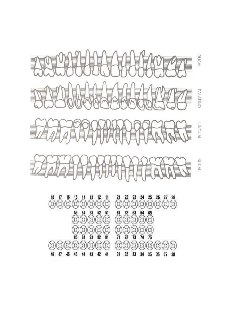 Odontograma y Periodontograma | PDF
