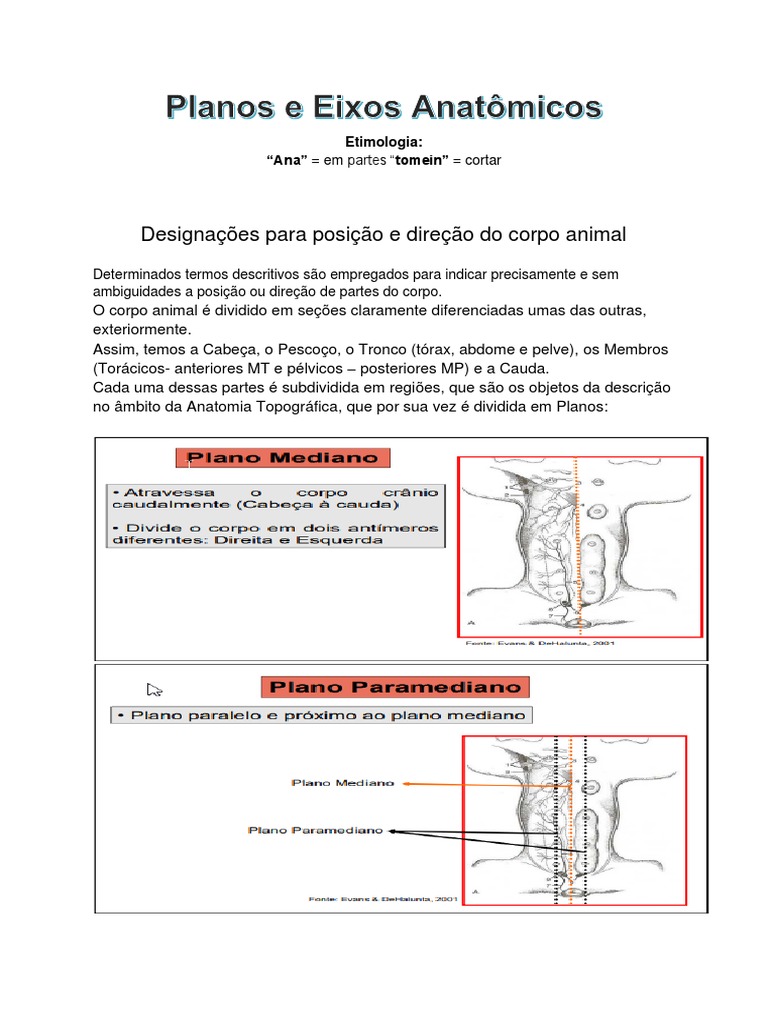 Planos e Eixos Anatômicos | PDF | Anatomia | Pélvis