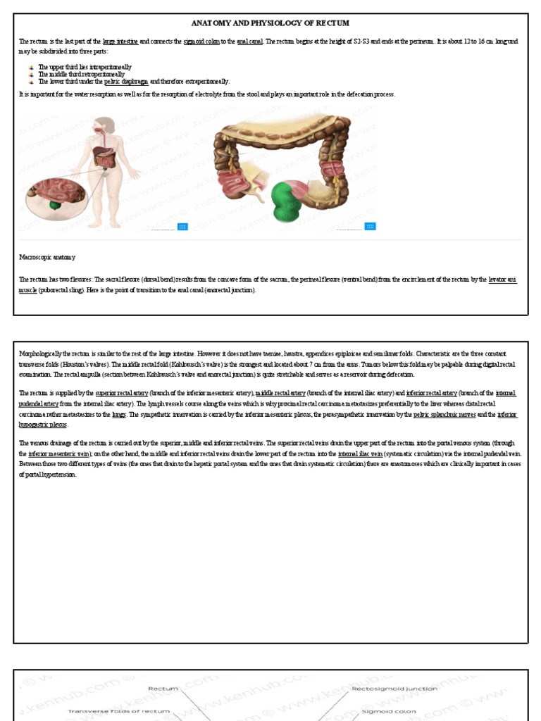 Anatomy and Physiology of Rectum | PDF | Rectum | Large Intestine