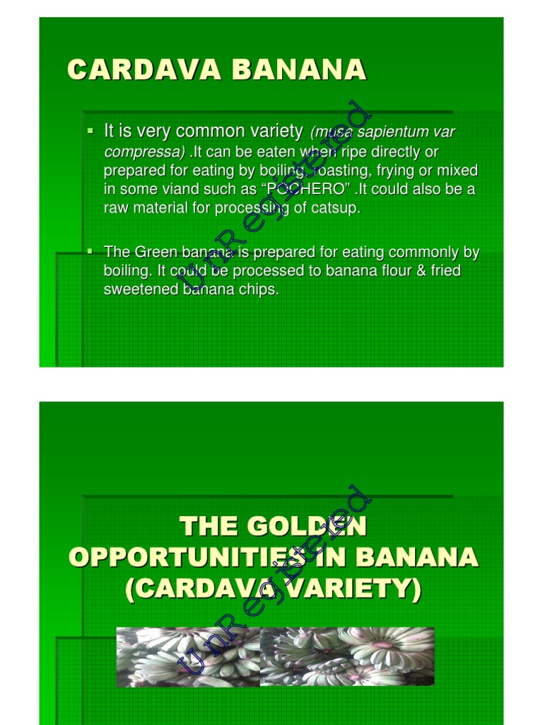 Cardava Banana | PDF | Banana | Foods