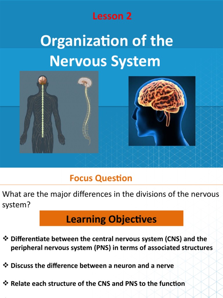 Organization of The Nervous System: Lesson 2 | PDF | Central Nervous ...