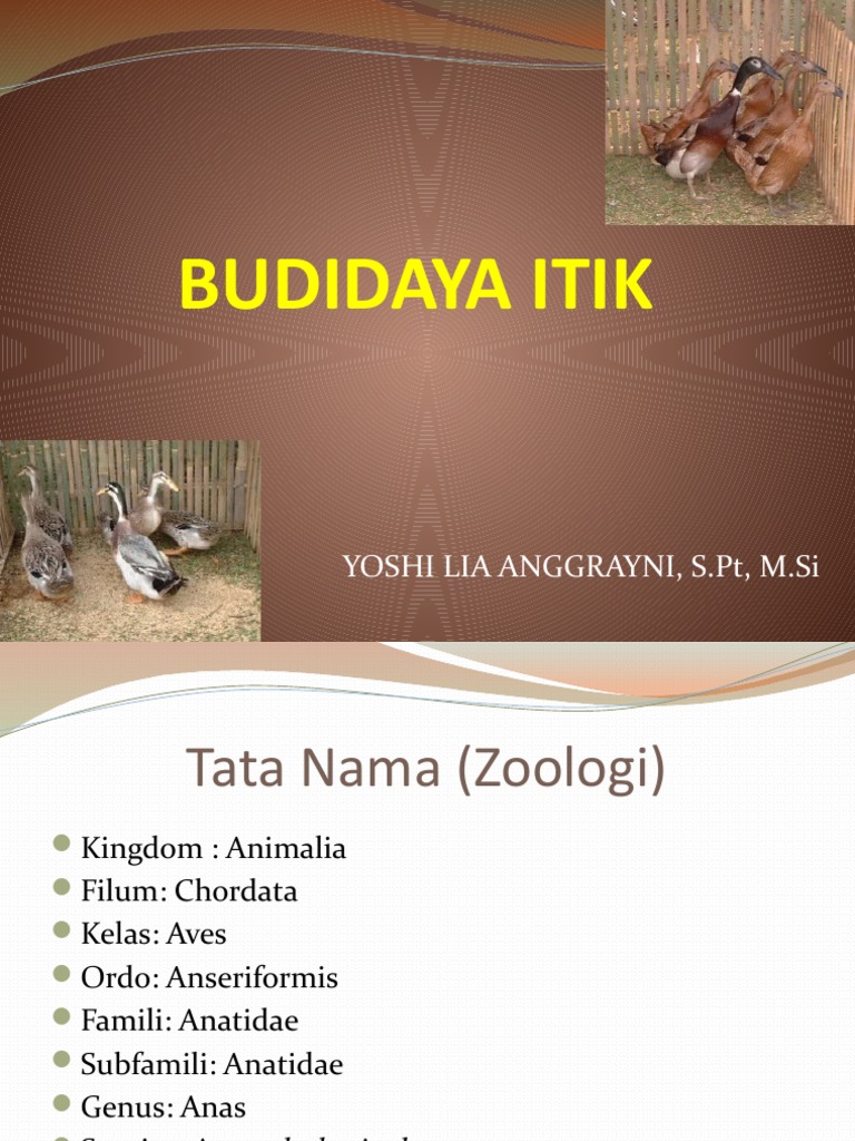 Budidaya Itik | PDF | Sains & Matematika