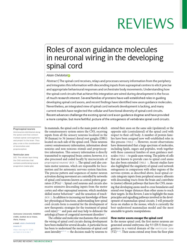 Roles of Axon Guidance Molecules | PDF | Spinal Cord | Nervous System