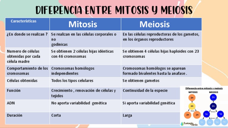 Diferencias Entre Mitosis Y Meiosis Cuadro Comparativo