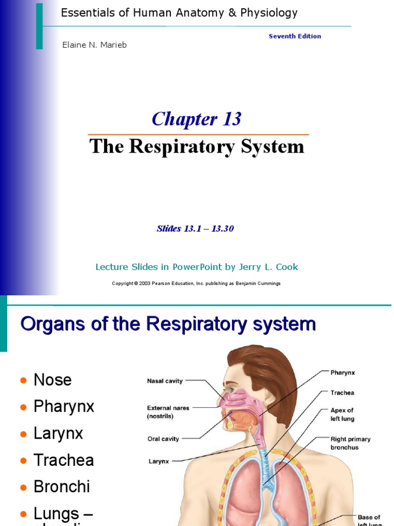 Chapter 13 Respiratory System | PDF | Human Nose | Respiratory Tract
