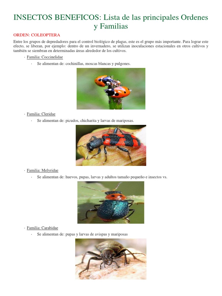 Principales Ordenes y Familias de Insectos Beneficos | PDF