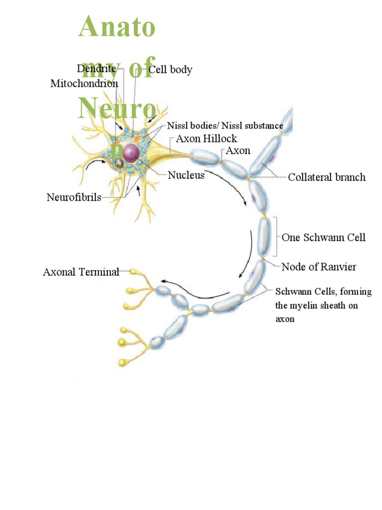 Labeling Nervous System | PDF | Neuron | Axon