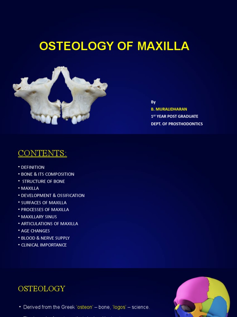 Osteology of Maxilla: by 1 Year Post Graduate Dept. of Prosthodontics | PDF | Human Nose | Bone