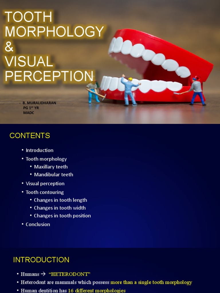 Tooth Morphology & Visual Perception | PDF | Dental Anatomy | Dentistry