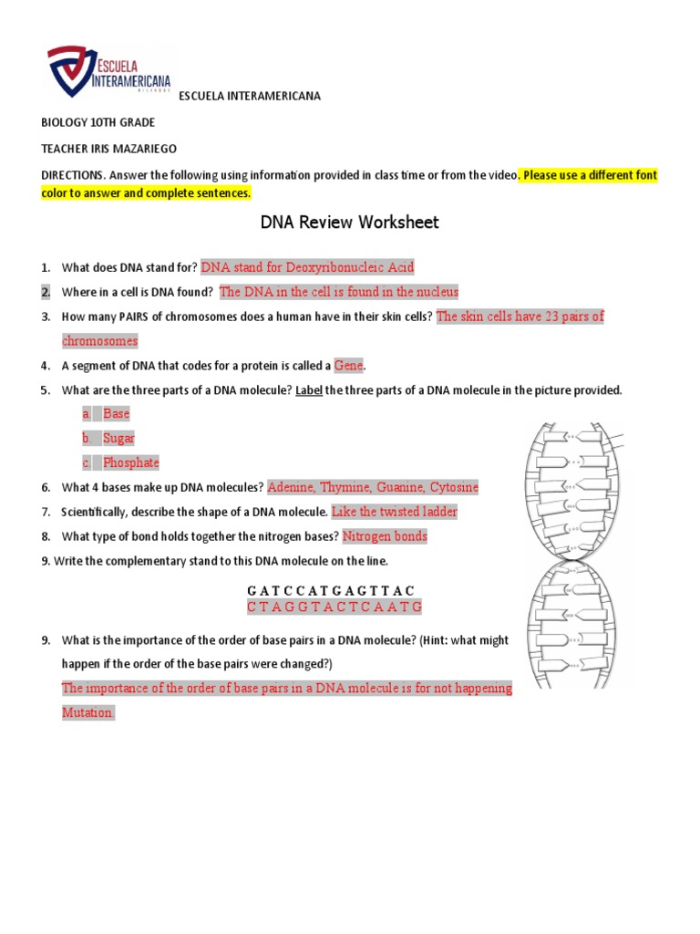 DNA Review Worksheet: Gatccatgagttac | PDF | Science & Mathematics