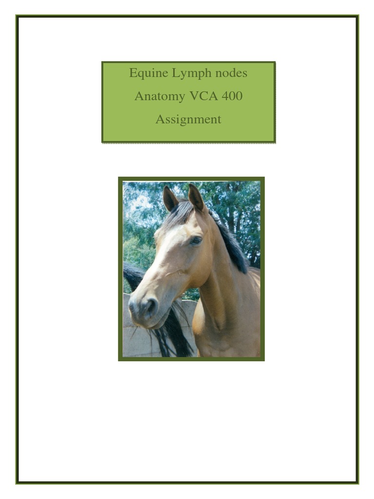 Equine Lymph Nodes | PDF | Aorta | Thorax