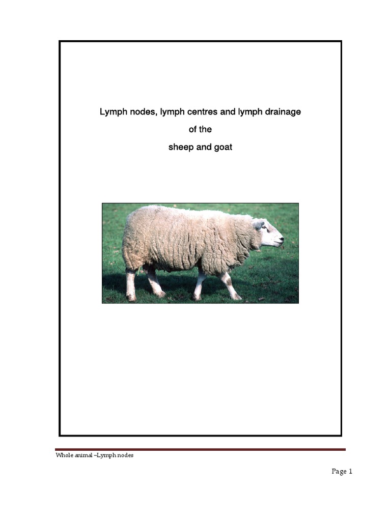 Lymph Nodes, Centres and Drainage in Sheep and Goats | PDF | Thorax | Aorta