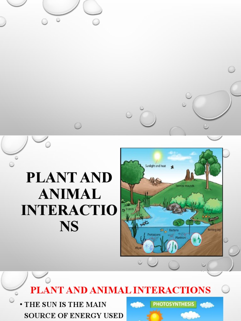 Plant and Animal Interactions Explained | PDF | Food Web | Plants