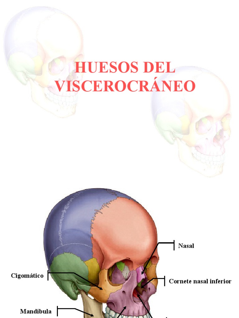 3 Huesos Del Viscerocraneo | PDF | Sistema esquelético | Cara