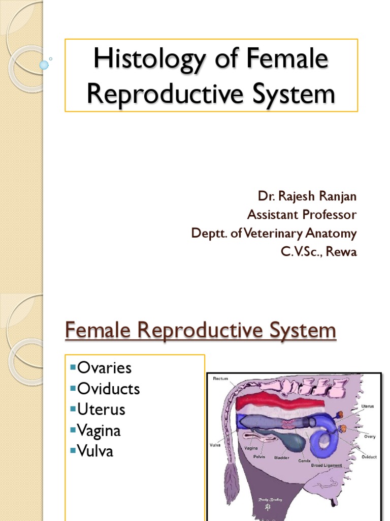 Histology of Female Reproductive System | PDF | Epithelium | Ovary
