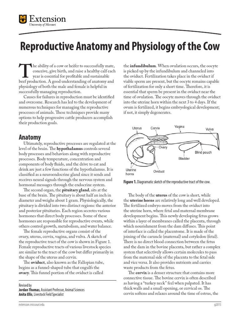 Reproductive Anatomy and Physiology of The Cow | PDF | Menstrual Cycle ...