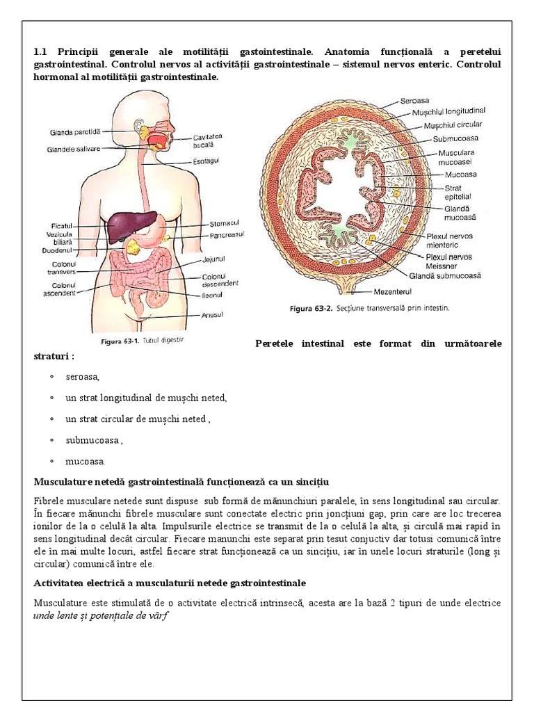 Tot 1 Tema 1 Sistem Digestiv | PDF