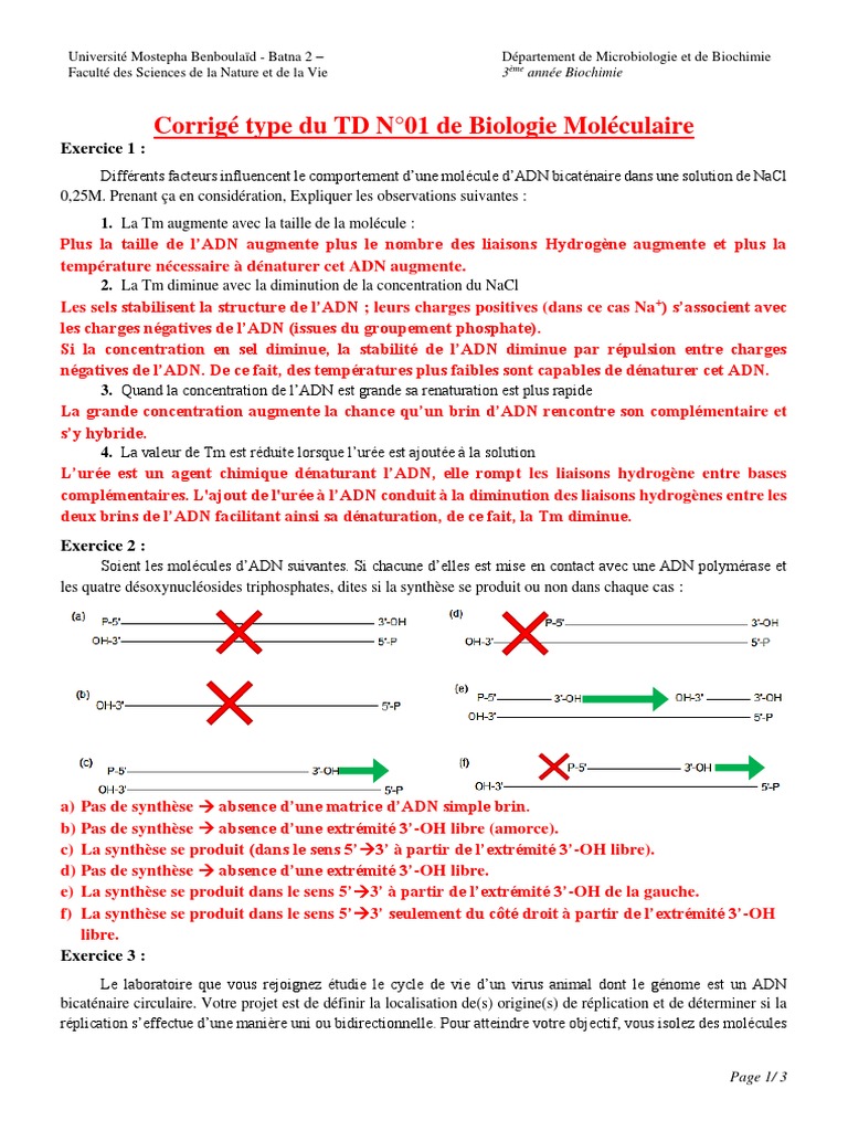Td1 Corrige Type | PDF | Chromosome | Réplication de l'ADN
