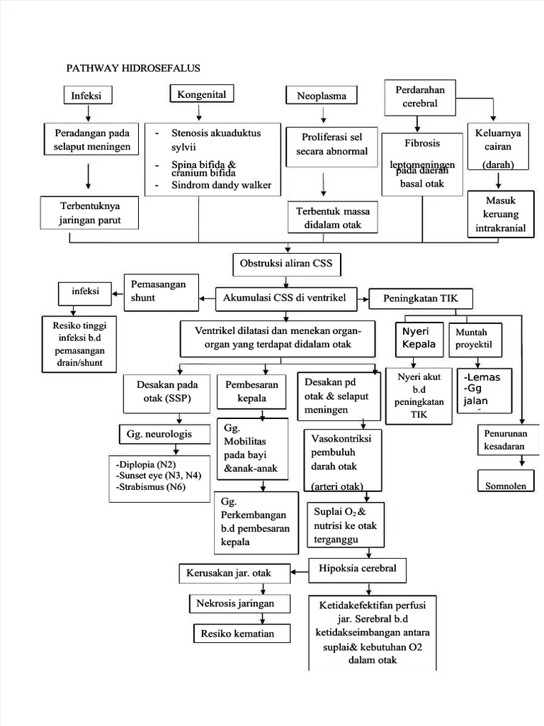 PDF Pathway Hidrosefalus DL | PDF