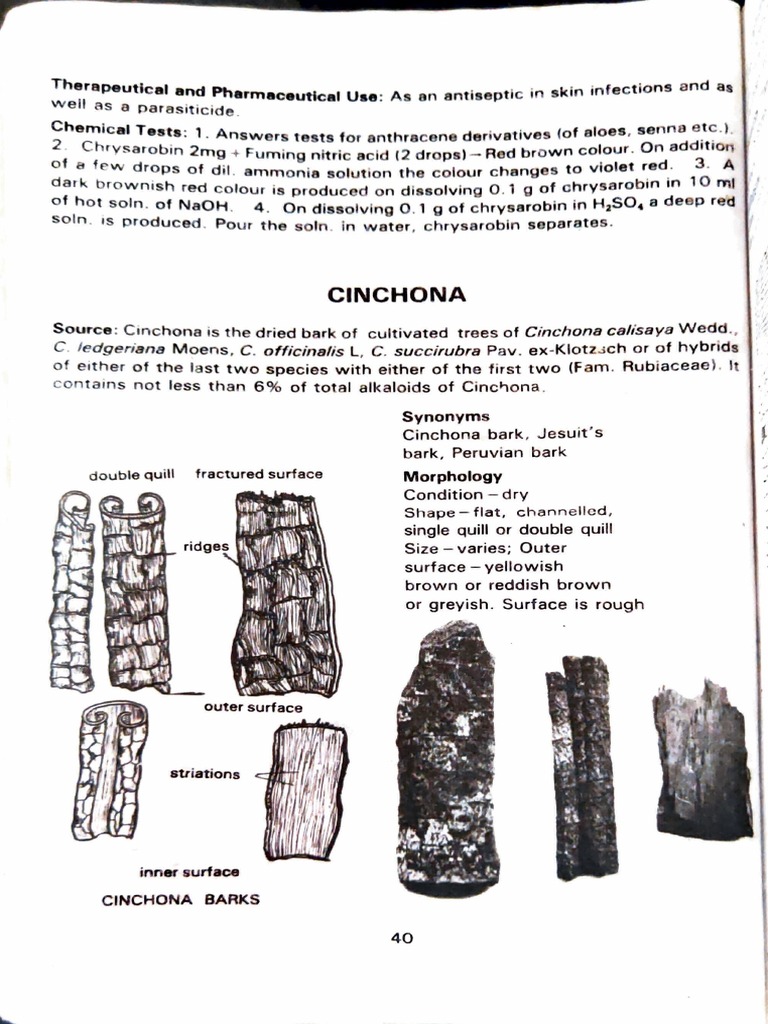 Cinchona Bark Microscopy