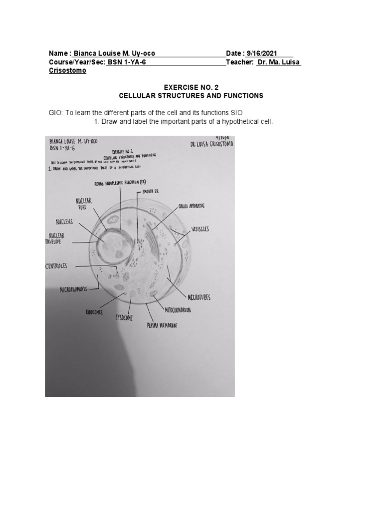 WEEK 3 LAB EXERCISE - Cell Structures and Functions - UY-OCO | PDF | Cell Membrane | Cell (Biology)