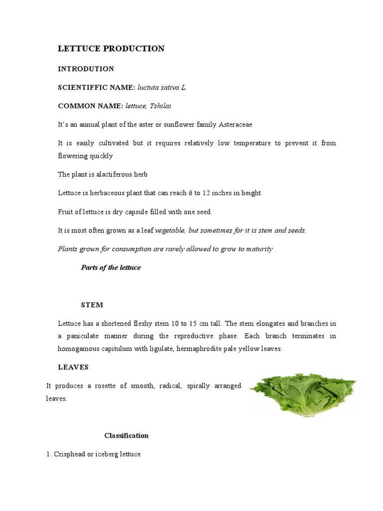Lettuce Production | PDF