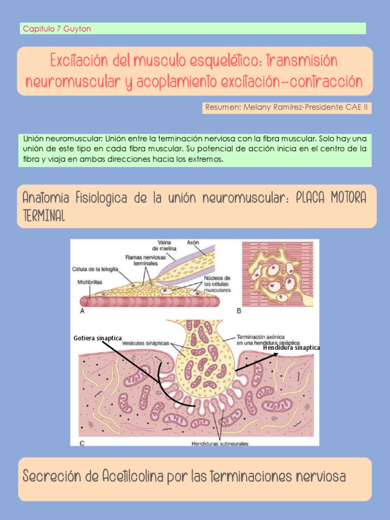 Capitulo 7 Guyton | PDF