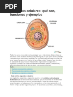 Celula Actividad para Completar | PDF