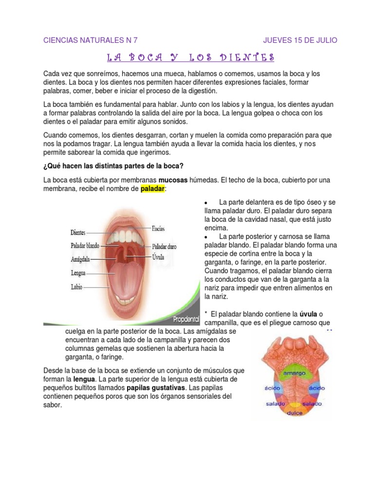 Partes y funciones de la boca y dientes | PDF | Boca | Diente