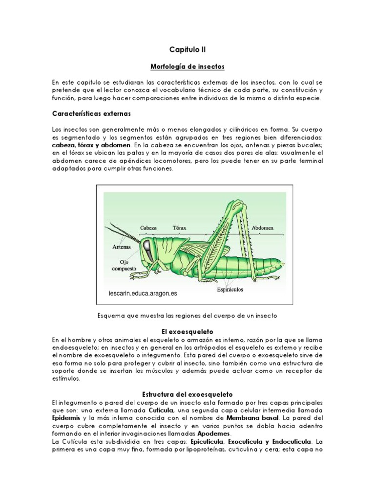 Insectos y Su Morfologia | PDF | Insectos | Mosca
