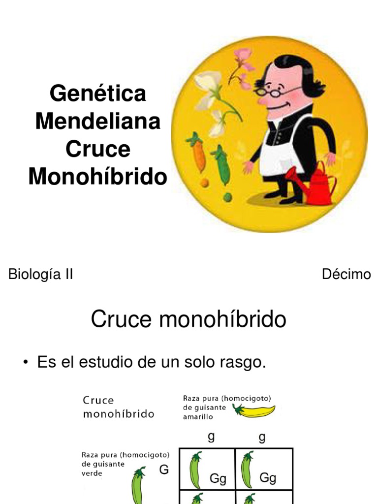 Cruce Monohíbrido | PDF | Dominancia (Genética) | Biología evolucionaria