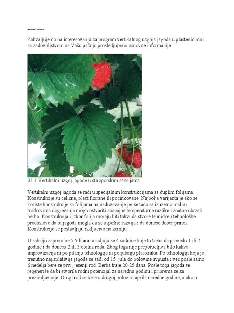 Gajenje Jagode | PDF
