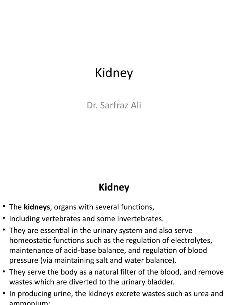 Kidney Anatomy and Functions Overview | PDF