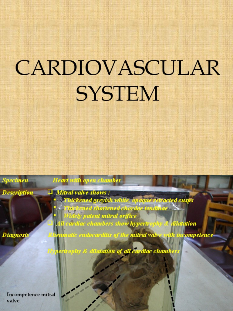 Gross | PDF | Heart Valve | Coronary Circulation
