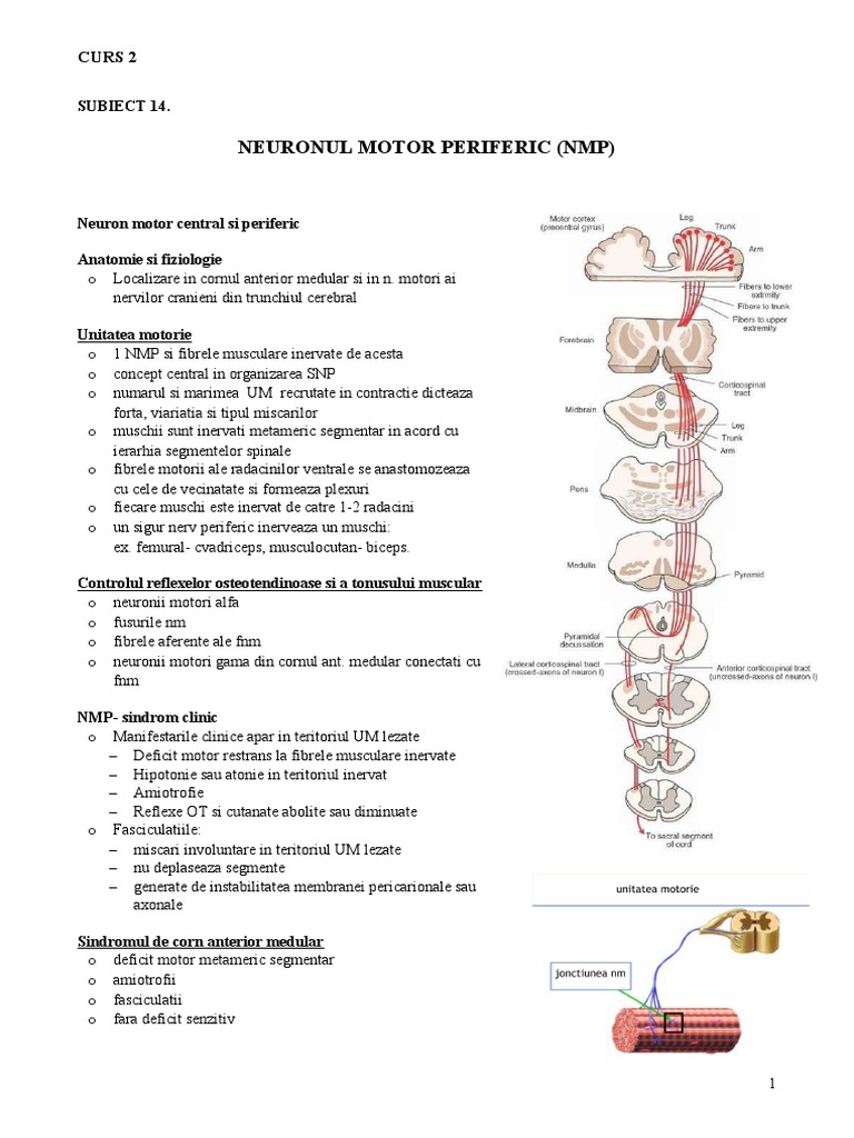 Neuron Motor Periferic | PDF