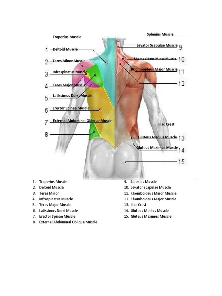 Muscular System (Lab Acitivty) | PDF