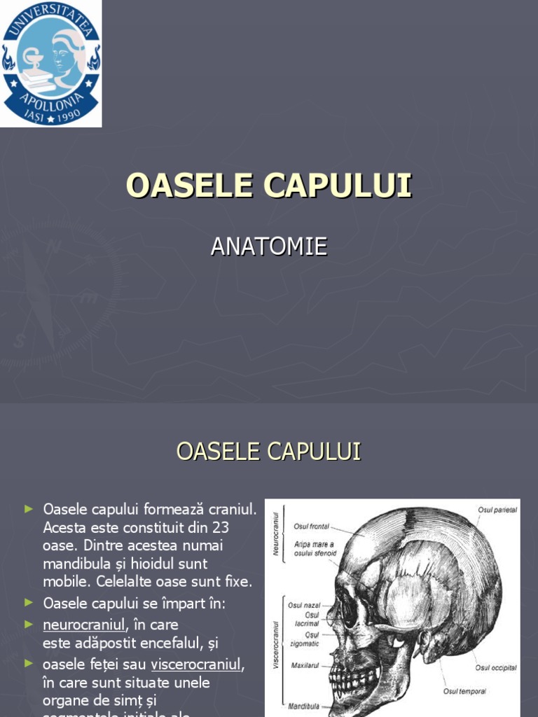 Oasele Capului | PDF