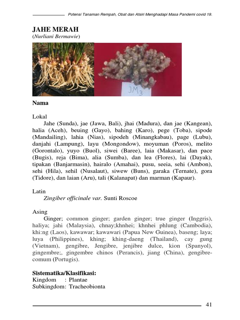 Jahe Merah | PDF | Griya & Taman | Kesehatan Holistik