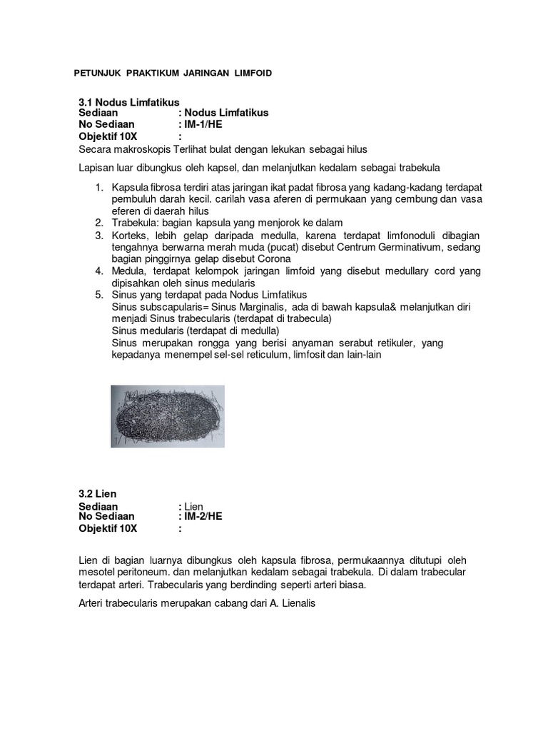 Struktur Jaringan Limfoid dan Kulit | PDF